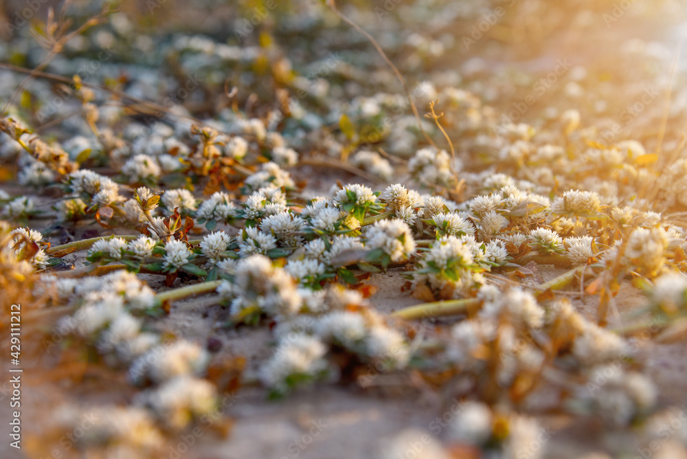 Khakiweed, Washerwoman, Sessile joyweed or Smooth chaff flower ...