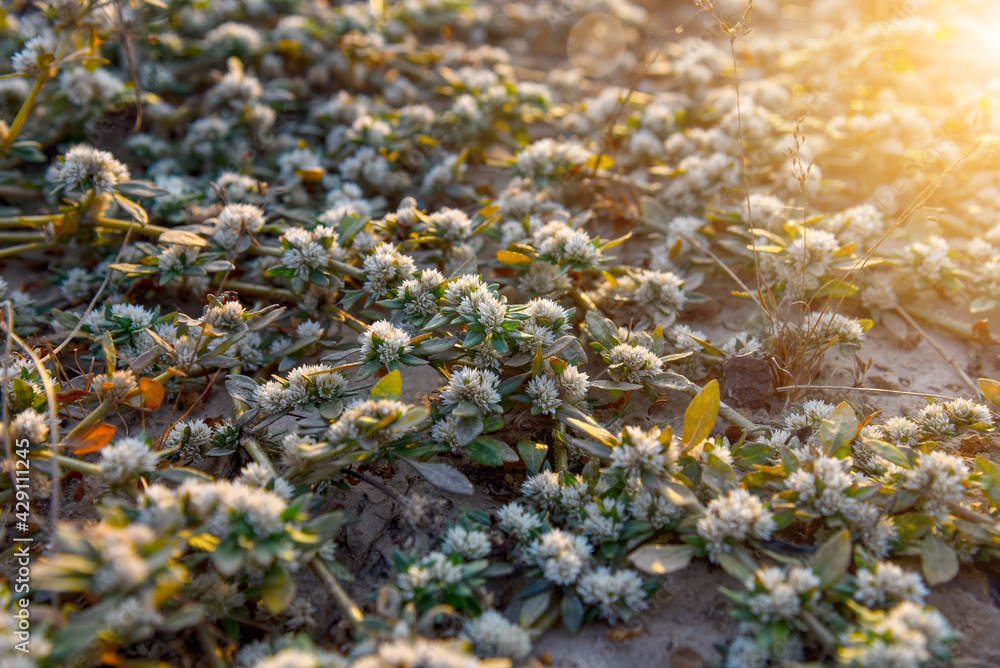 Khakiweed, Washerwoman, Sessile joyweed or Smooth chaff flower ...