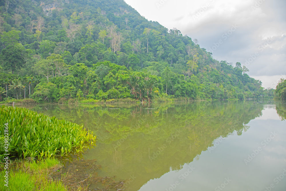 Scenic landscape and perspective view of rainforest national park shows ...