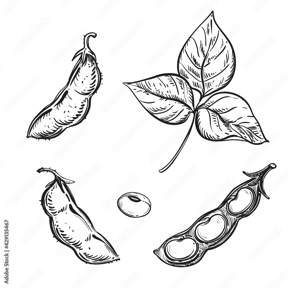 Soybeans Plant Drawing