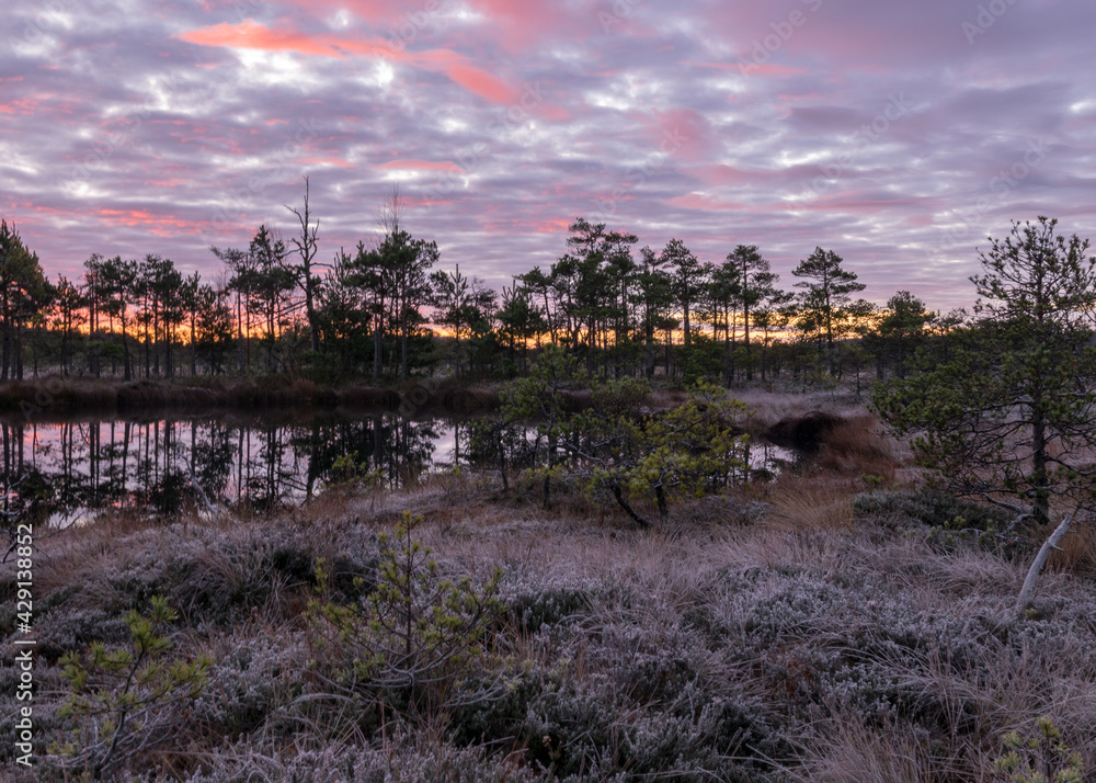 Swamp At Dusk