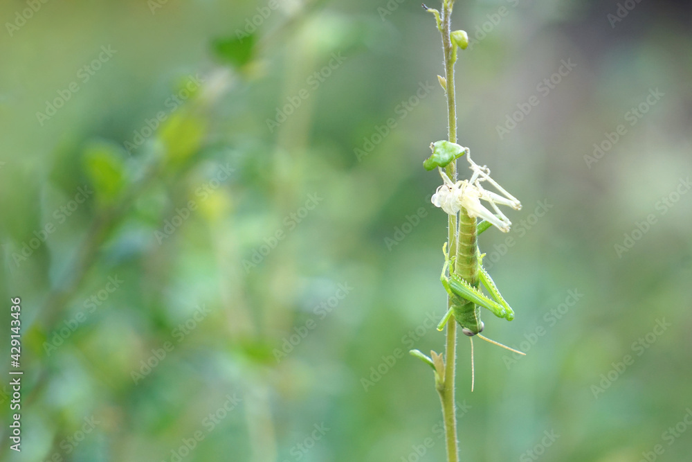 Locusts are molting for body growth. Changes in the body to change the ...