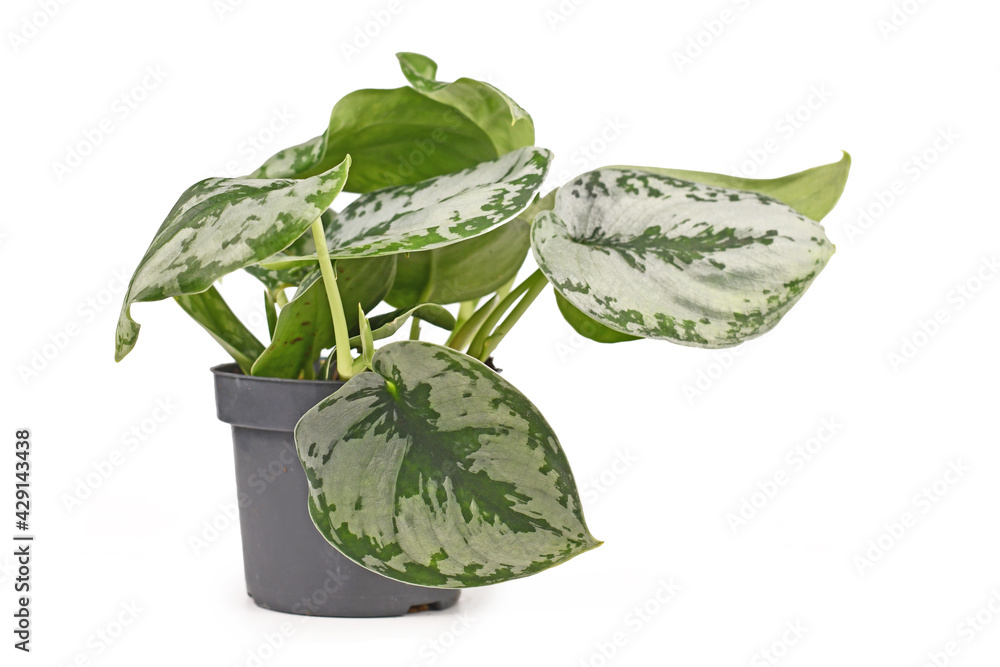 Small tropical 'Scindapsus Pictus Exotica' or 'Satin Pothos' houseplant ...