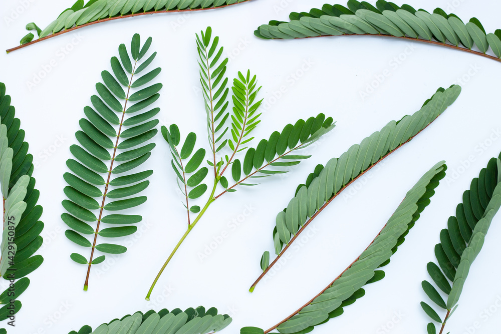 Sesbania Grandiflora leaves on white. Stock Photo | Adobe Stock