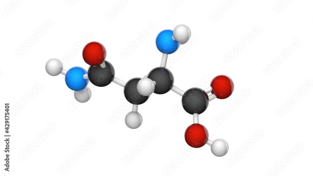Asparagine (symbol Asn or N), is an amino acid that is used in the ...