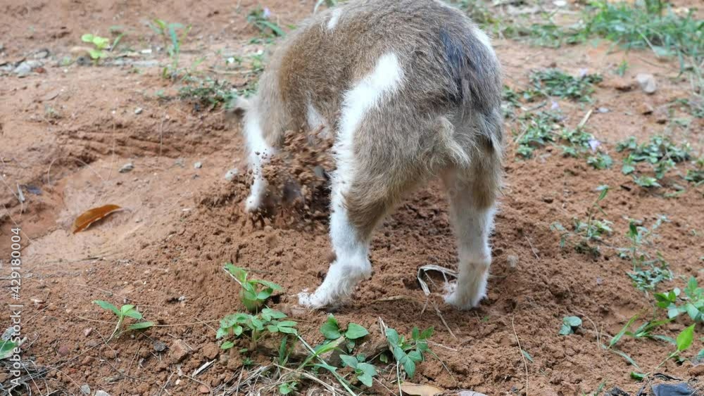 Dog digging hole on dirt land at outdoors, Natural behavior of the pet ...