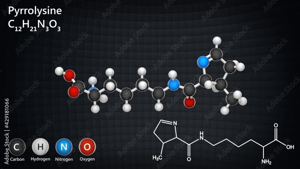 Pyrrolysine (symbol Pyl or O) is an organic compound with chemical ...