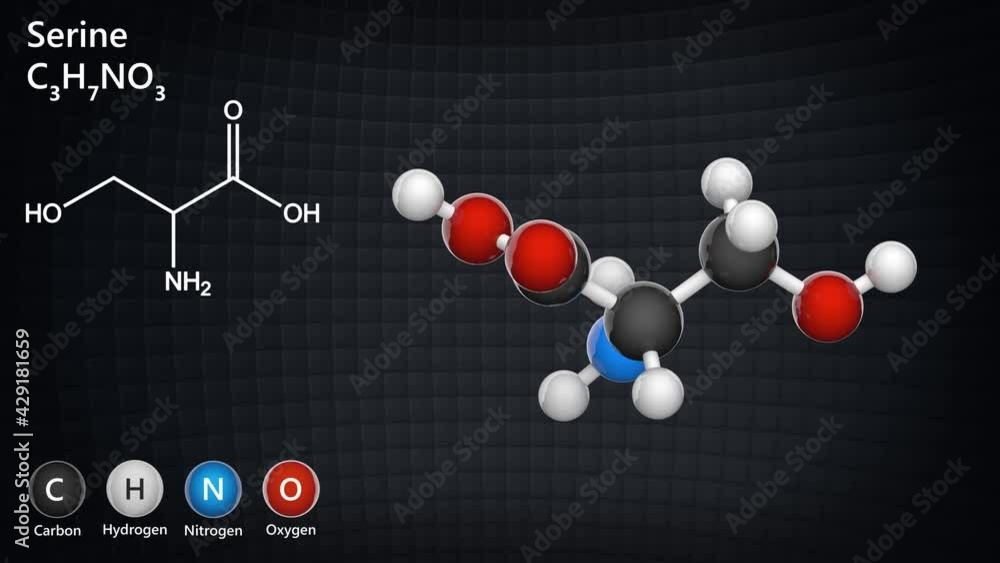 Serine (symbol Ser or S)is an amino acid that is used in the ...
