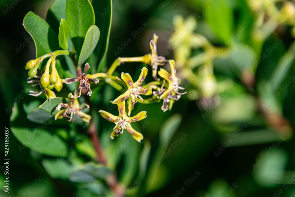Periploca graeca pertenece a la familia Asclepiadaceae Stock Photo ...