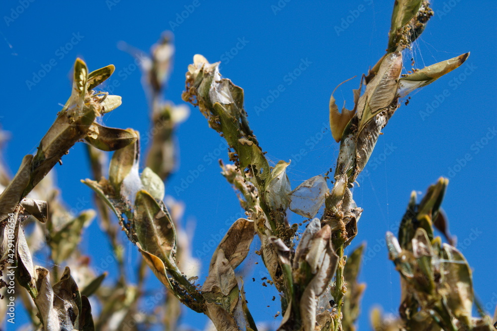 Box tree (Buxus) infested by box tree caterpillars (Cydalima ...