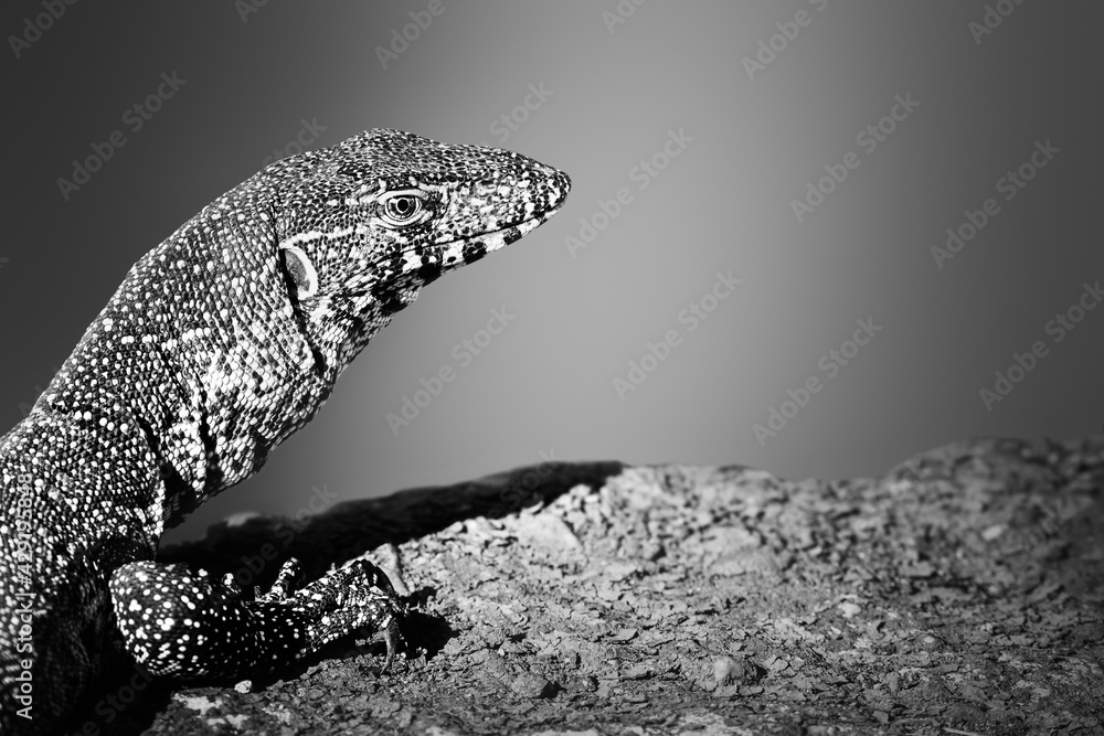 Rock monitor lizard close-up in black and white sunbathing with a ...