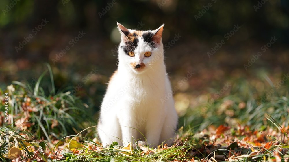 Poster The wild cats playing in the park with the warm sunlight on them ...