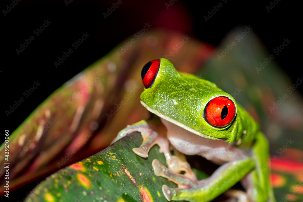 Red-eyed Tree Frog, Agalychnis callidryas, Tropical Rainforest ...