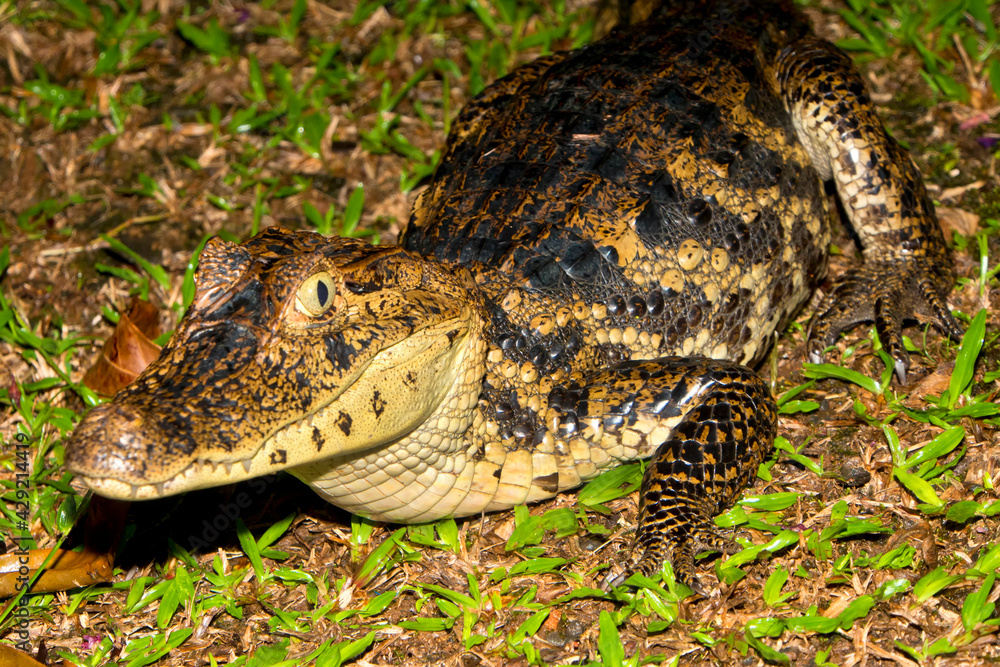 Spectacled Caiman, White Caiman, Common Caiman, Caiman crocodilus ...