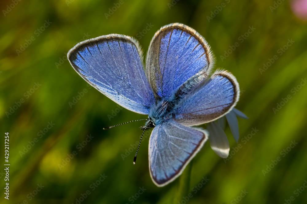 Poster A male of the green-underside blue butterfly (Glaucopsyche ...