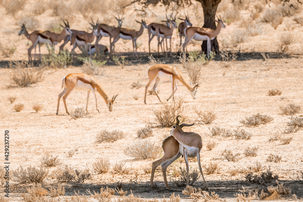 Small group of Springbok standing in tree shadow in Kgalagari ...