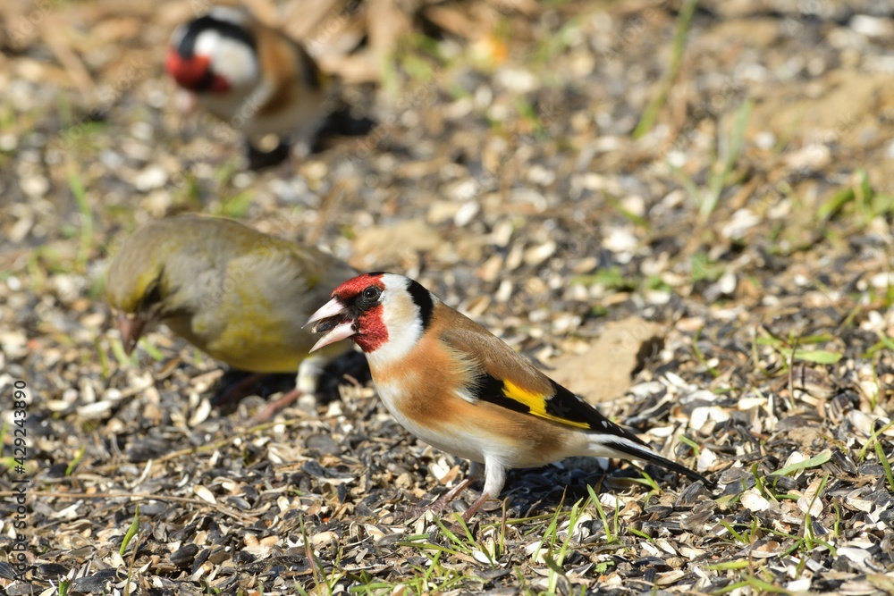 Flock of bird goldfinch eating seeds from the ground in spring Stock ...