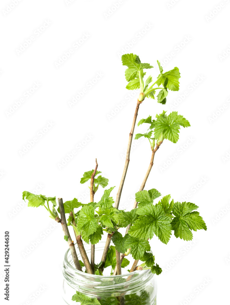 Sprouting currant cuttings in a glass jar isolated on a white ...
