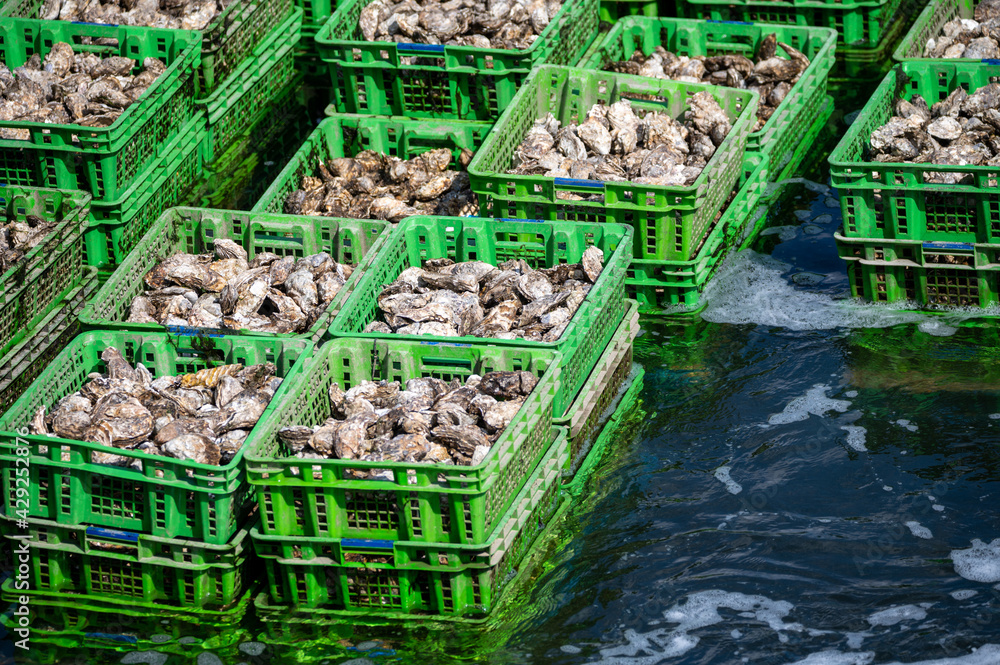 Oysters growing systems, keeping oysters in concrete oyster pits, where ...