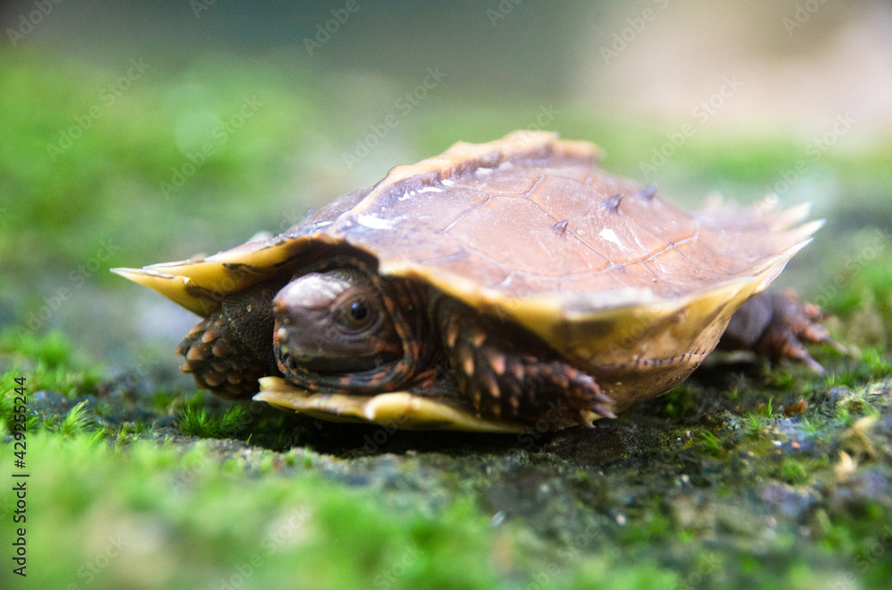 Spiny turtle (Heosemys spinosa) on the rock with green moss. Stock ...