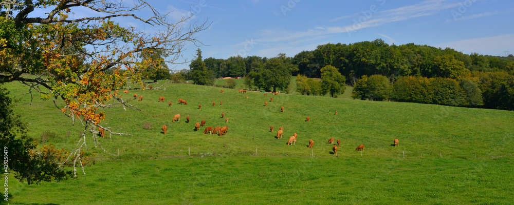 Panoramique paysage verdoyant de la Creuse et ses vaches aux environs ...