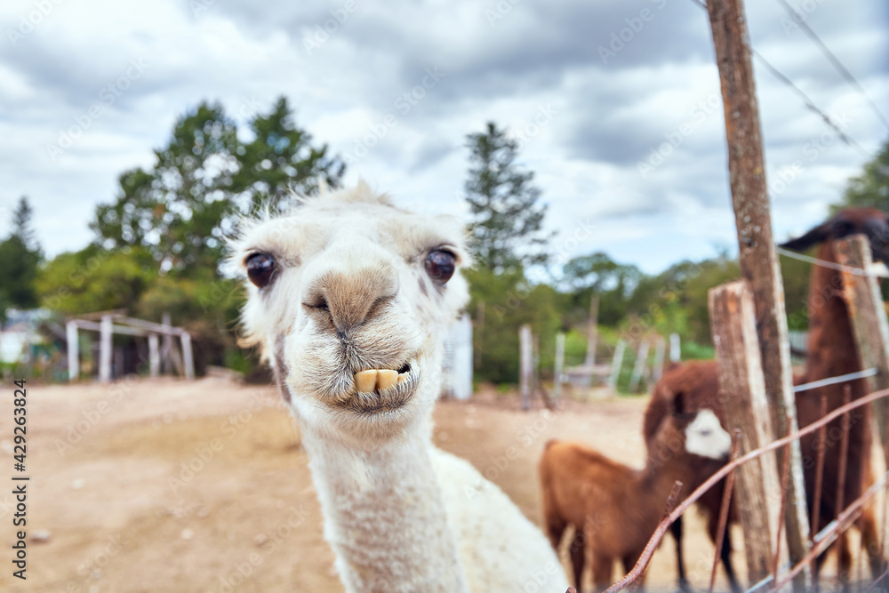 Funny Llama Teeth