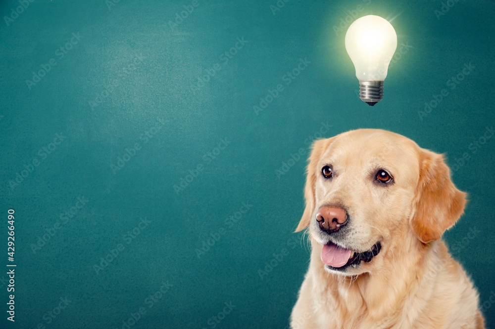 Dog. Stock Photo | Adobe Stock