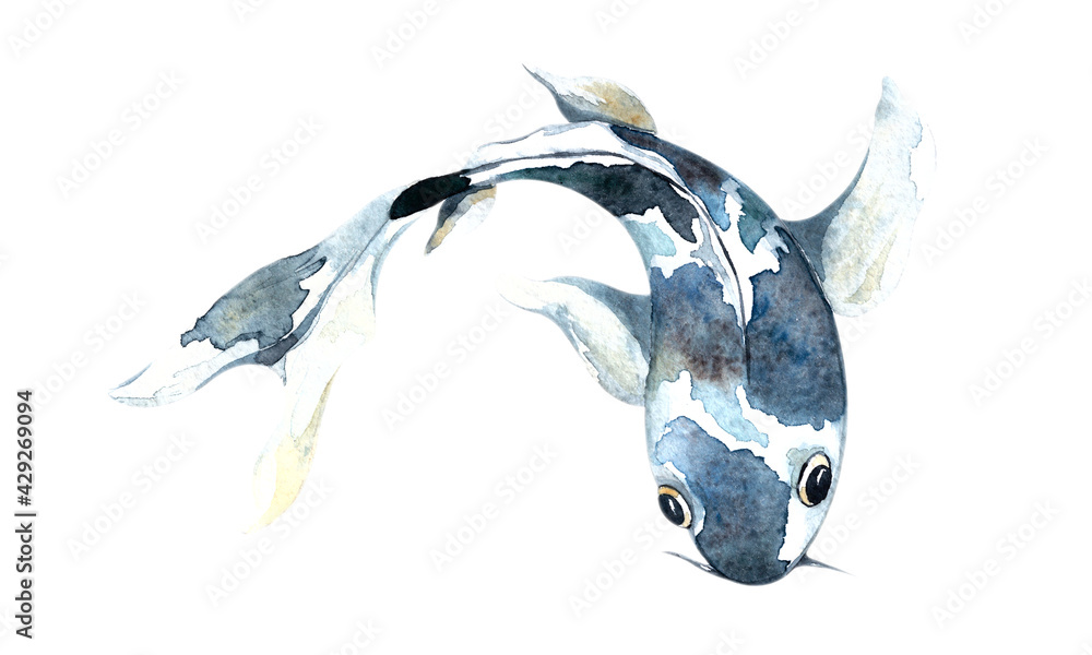 Watercolor blue koi, beautiful fish on an isolated white background ...