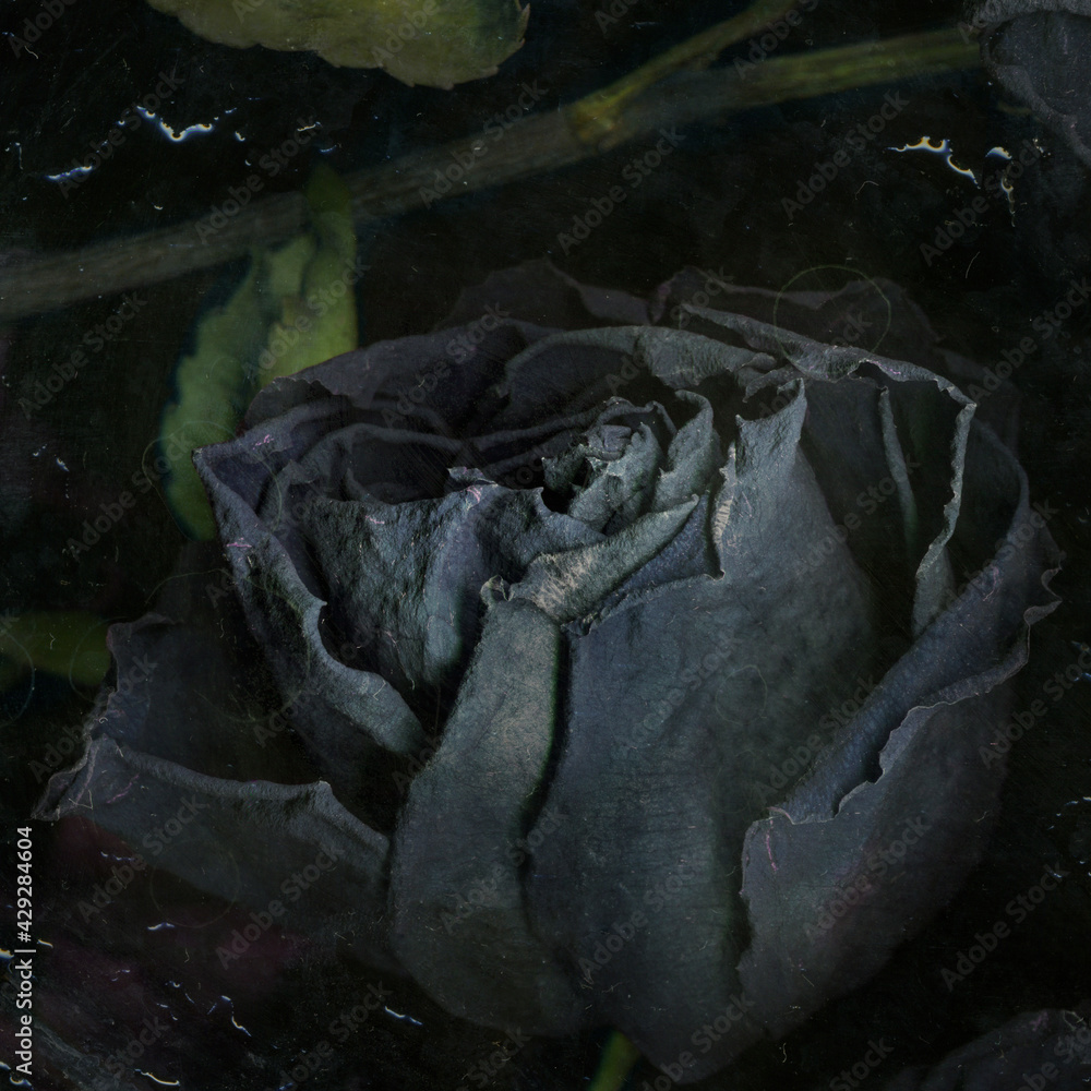 Dark Wilted Beautiful Rose On Dirty Glass Surface. Rain Drops Window ...