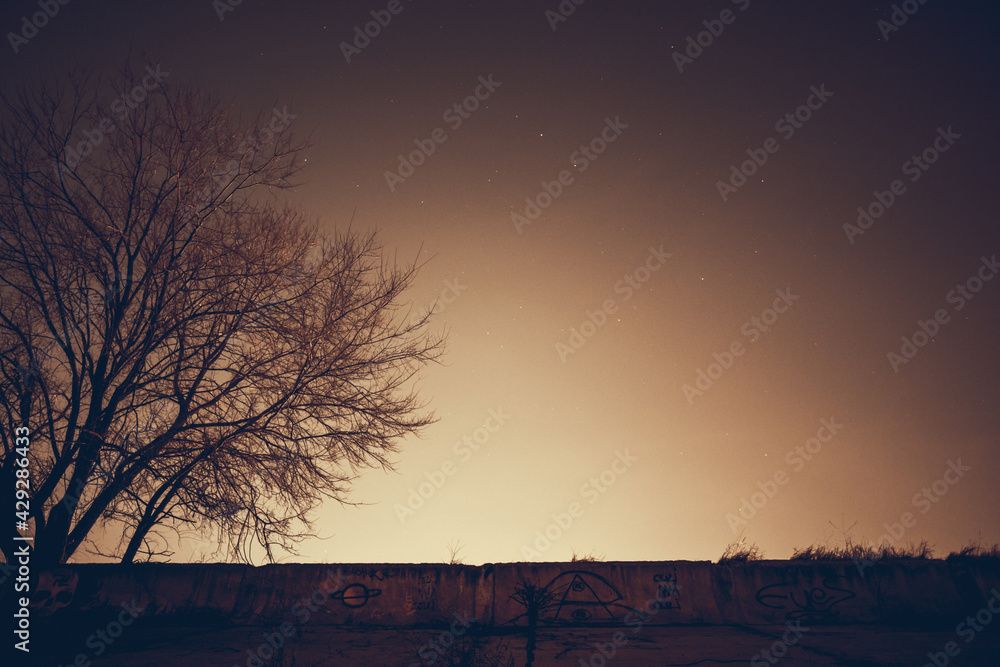 Tree in the Dark at Night Stock Photo | Adobe Stock