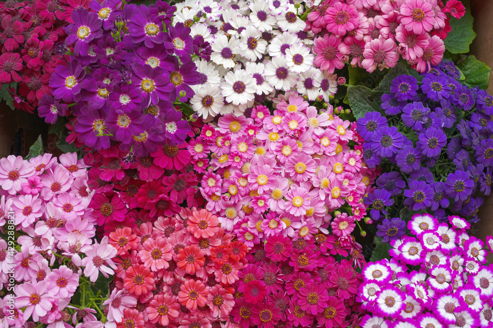 Foto de Spring seedlings of flowers Osteospermum. Different types of ...