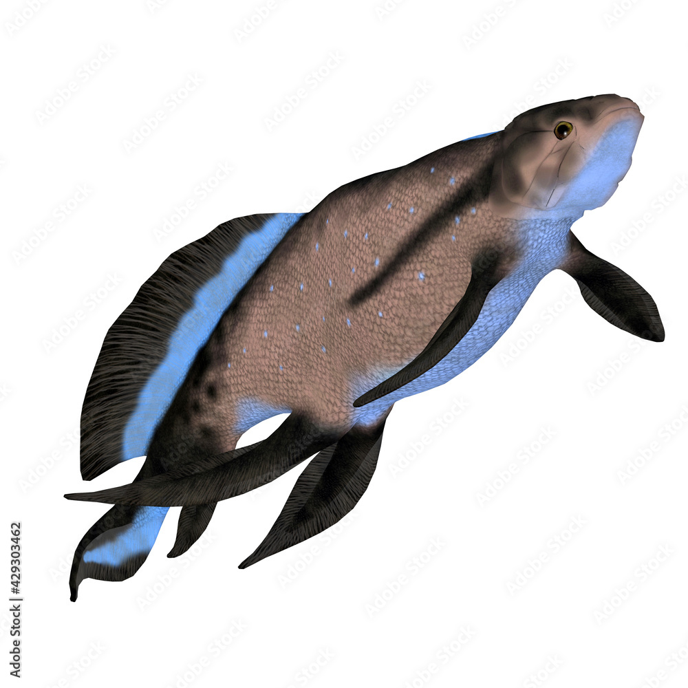Scaumenacia Fish Head - Scaumenacia is an extinct predatory fish that ...