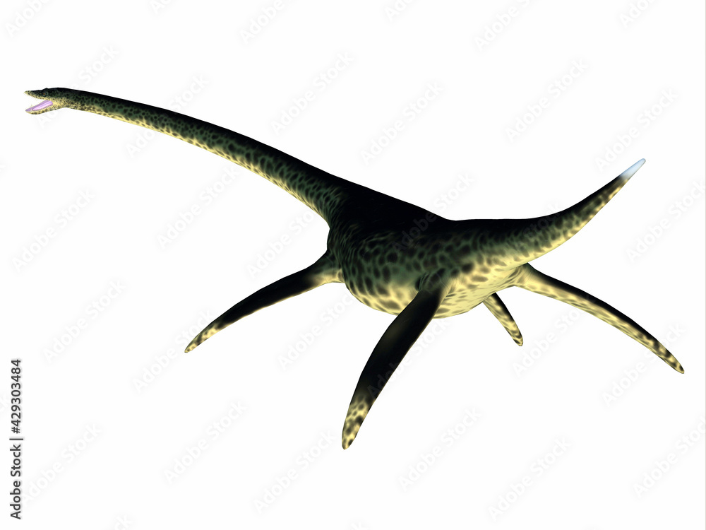Poster Styxosaurus Reptile Tail - Styxosaurus was a predatory marine ...