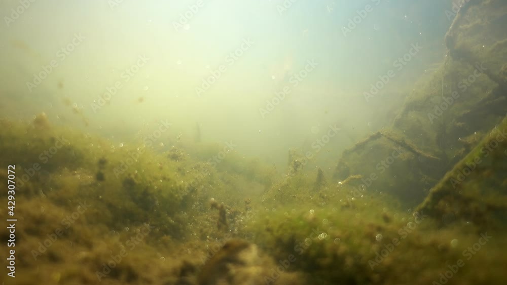 Video „View of the bottom of the lake, underwater scenery with plants ...