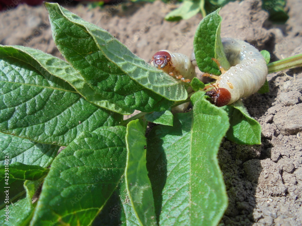 Gusano: reino animal, invertebrado, gusano, blanco, tierra, hoja ...