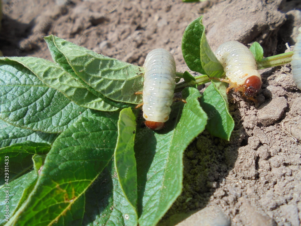 Gusano: reino animal, invertebrado, gusano, blanco, tierra, hoja ...