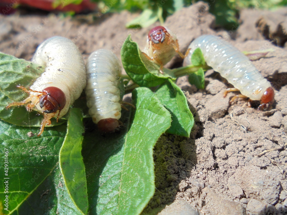 Gusano: reino animal, invertebrado, gusano, blanco, tierra, hoja ...