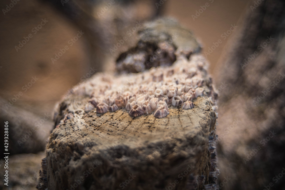 The stump that sinks in the sea, the sea barnacles are clung to the ...