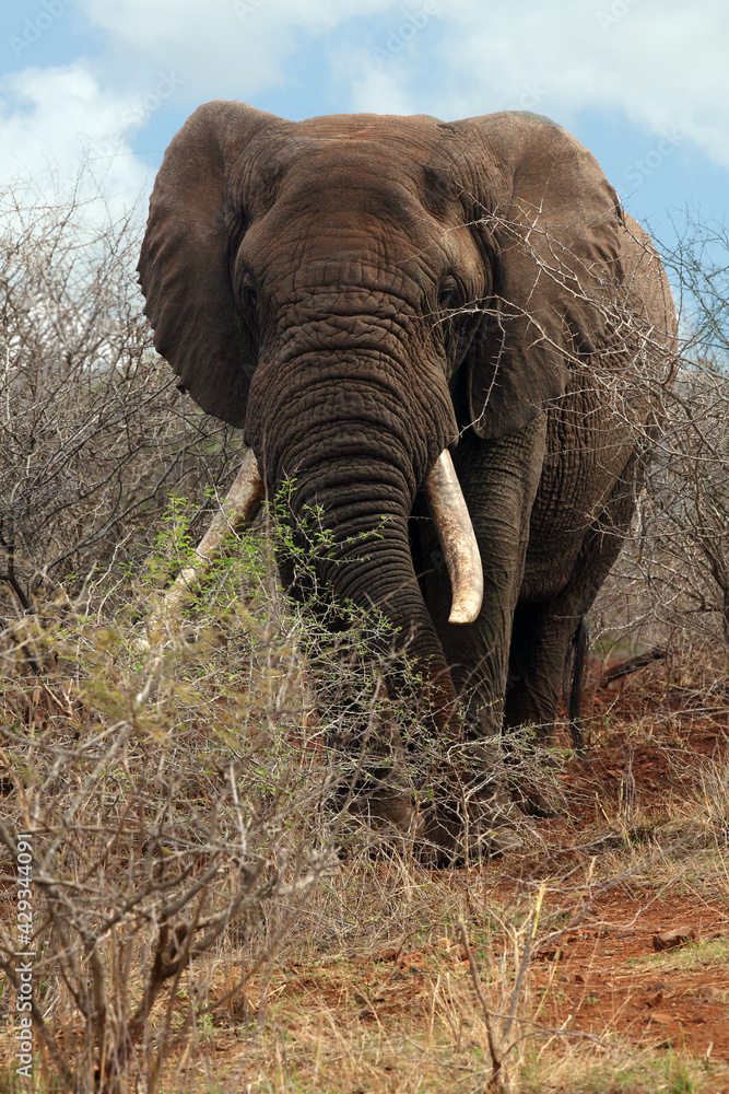 African Bush Elephant Bull