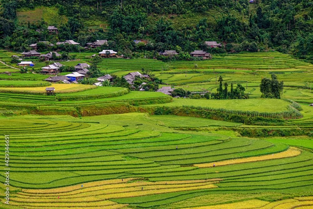 Rice fields on terraced beautiful shape of TU LE Valley, view on the ...