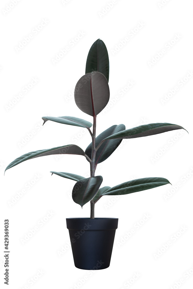 Rubber Plant, Moraceae, Decora Tree, Indian Rubber Tree, Is a tree that ...