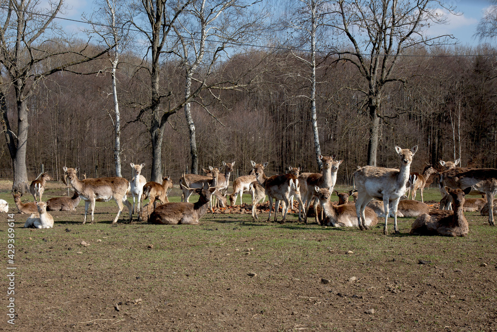 deer, tier, natur, gras, herde, wild lebende tiere, bauernhof, kuh ...