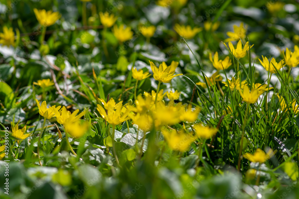 Ficaria verna lesser celandine bright yellow ground flowers in bloom ...