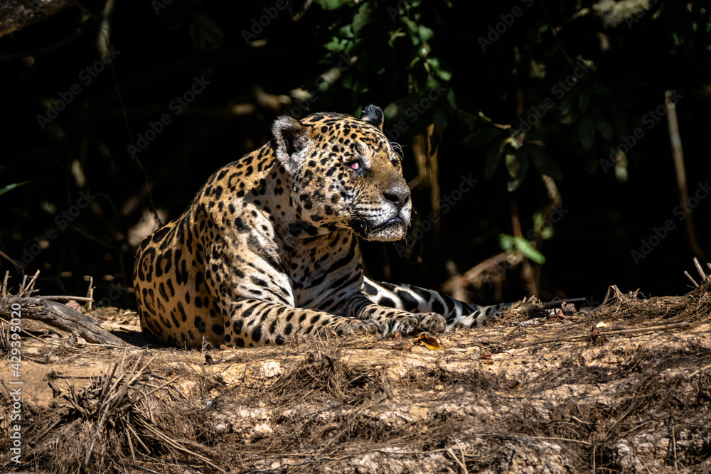 Jaguar / Onça Pintada (Panthera onca) Stock Photo | Adobe Stock