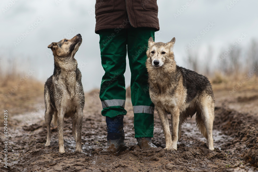 Very dirty and wet mixed breed shepherd dogs standing near faceless ...