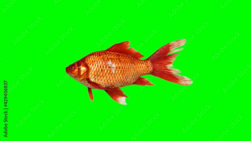 Golden Fish flapping wings green screen Realistic Fish 4K animation ...