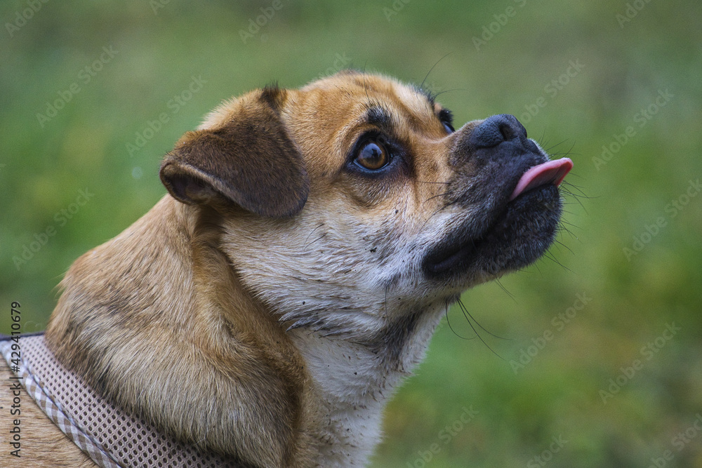 Side profile of a cute pug with its tongue out in the blurred green ...