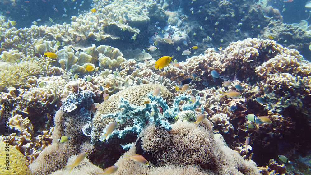 Sealife, Diving near a coral reef. Beautiful colorful tropical fish on ...