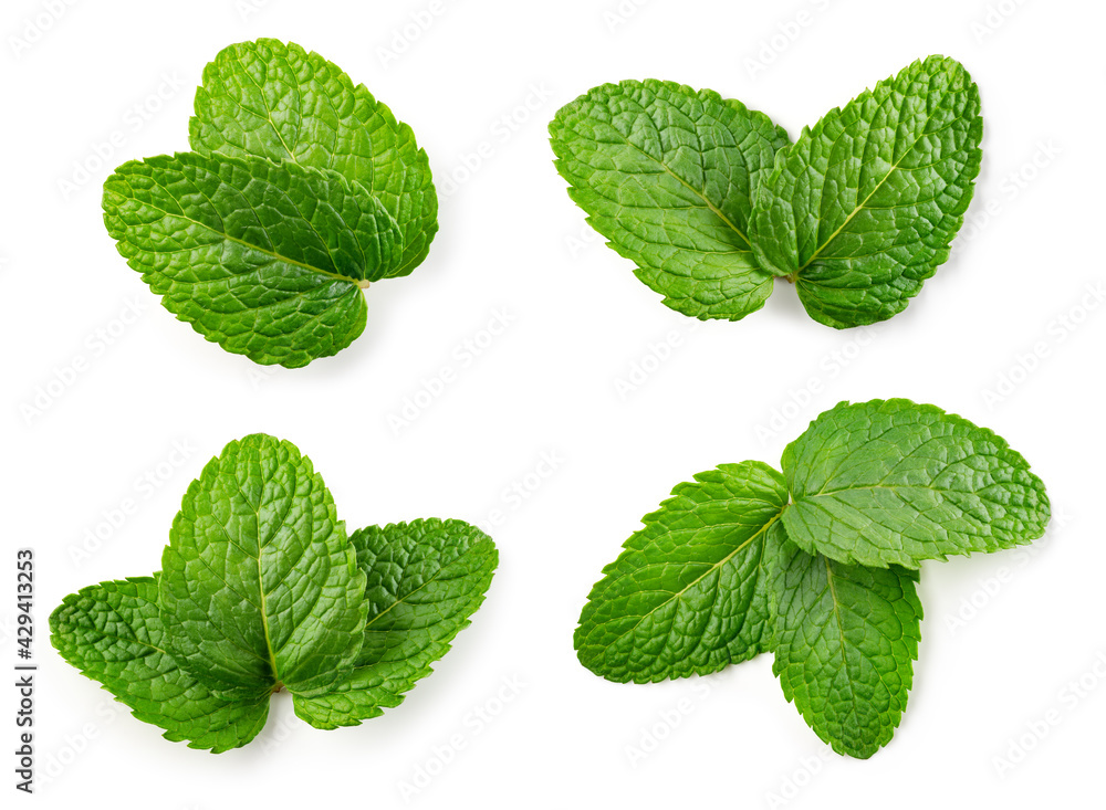 Mint leaf isolated. Fresh mint on white background. Set of mint leaves ...