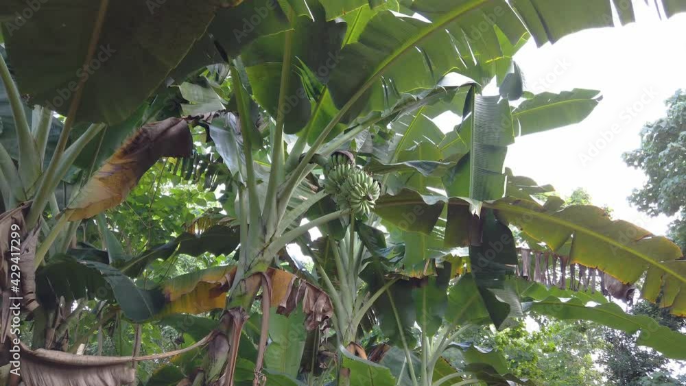Saba banana trees growing in the flat plains of the Philippines ...